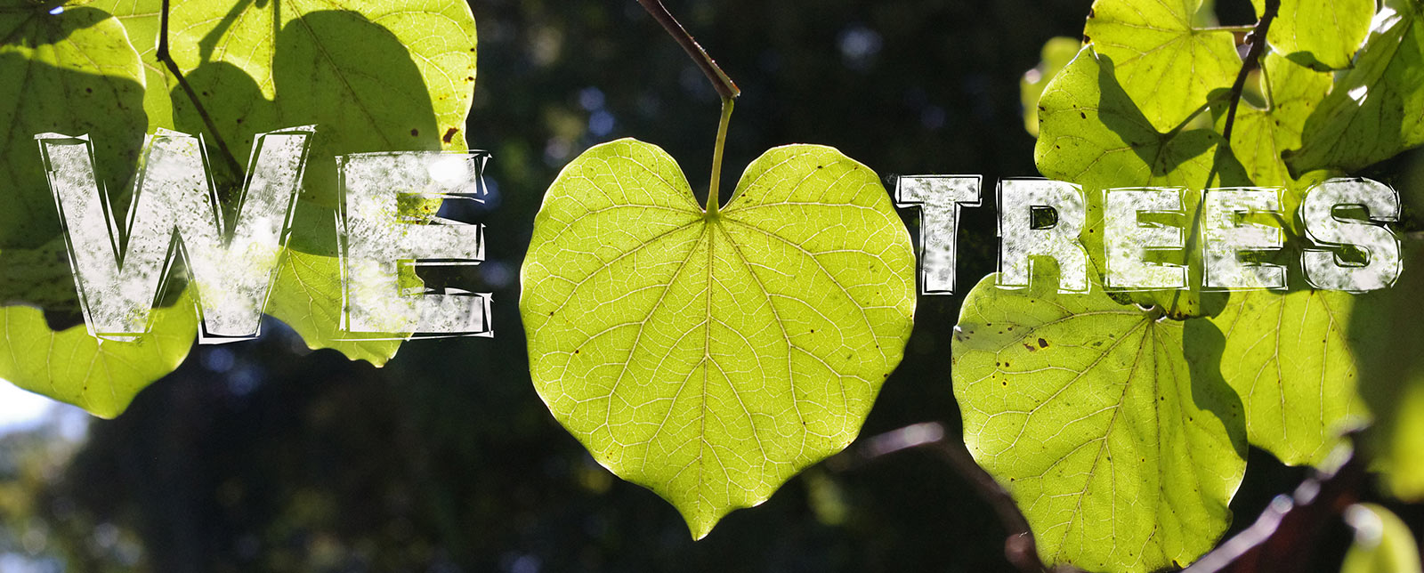 Tree Care - Arbormax Tree Service Charlotte